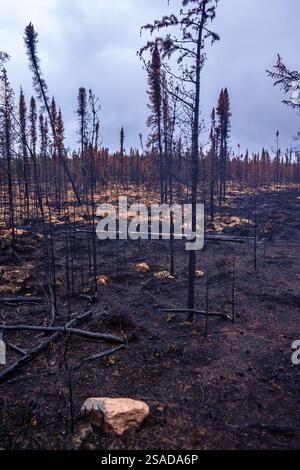 wildfire grass fire burned left only ash. Solano California Stock Photo ...
