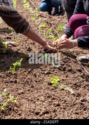 Local farmers preparing seedlings, Soil and Planting Crops for ...