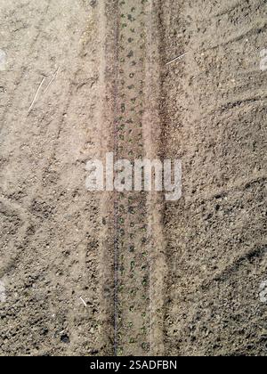 Local farmers preparing seedlings, Soil and Planting Crops for ...