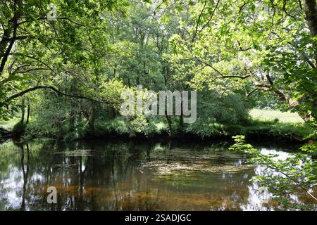 The Parga River as it passes through Guitiriz. Riverside forest ...