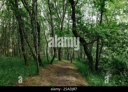 The Parga River as it passes through Guitiriz. Riverside forest ...