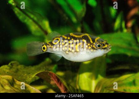 Humpback Puffer, Puffer fish, Figure-eight puffer, Striped puffer ...