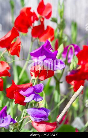 Fragrant purple sweet pea flowers, growing in front of an old brick ...