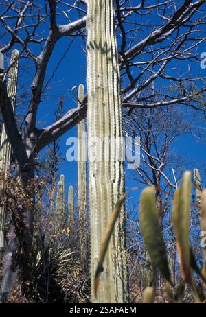 Mexico, southern Puebla State, xerophytic thorn scrub vegetation with ...