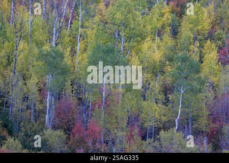 USA, Utah, Logan Canyon along Highway 89 landscape with Aspens and ...