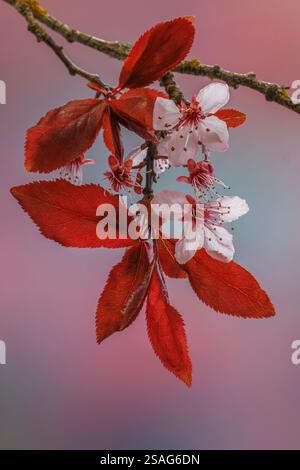 USA. Washington State. Crimson (Red) Columbine (Aquilegia formosa ...