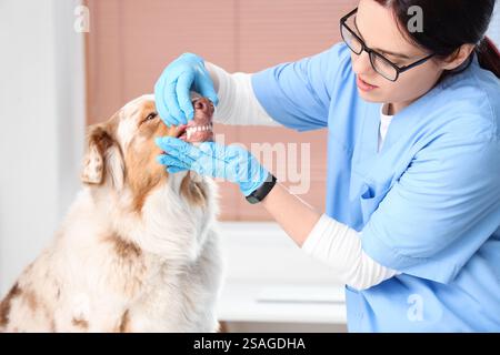 Veterinarian brushing teeth of Australian Shepherd dog in clinic ...