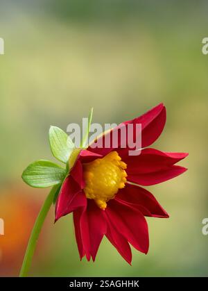 USA, Washington State. Daisy Stock Photo - Alamy