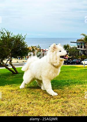 White Samoyed Puppy Dog Stock Photo - Alamy