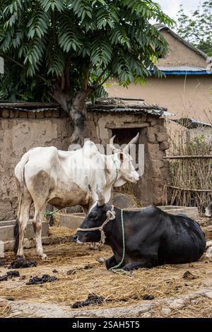 Cows and bulls are one of the primary cattle in Dangisaran Village ...