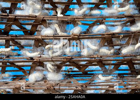 Bombyx mori, commonly known as the domestic silk moth, is a moth ...