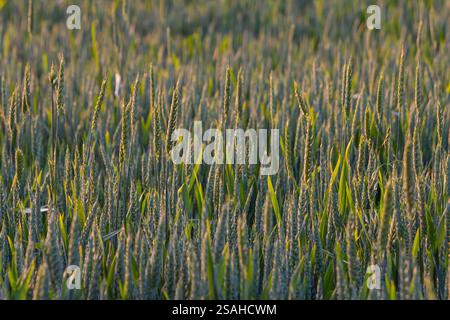 green wheat field across plants close-up during sunset time. Rural ...