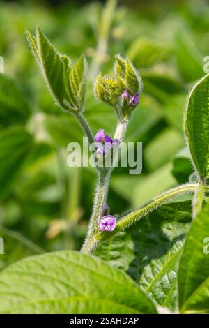 Green leaves of Soybean plants. Nature leaves background Stock Photo ...