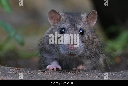 Rats are more than just annoying invaders in our homes and businesses ...