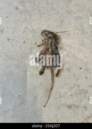 dead flattened rat on concrete floor Stock Photo - Alamy