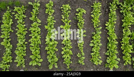 radish cultivation lines in the greenhouse, radish plants ready for ...