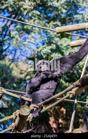A Siamang Gibbon, Symphalangus Syndactylus, is the largest of the ...