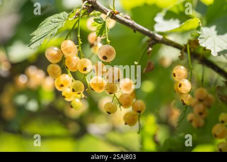 Brush of white currant berries and green leaves. White currant Ribes ...