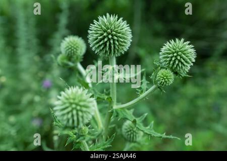 Echinops bannaticus Star Frost Globe Thistle in flower Stock Photo - Alamy