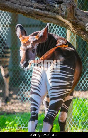 A beautiful Okapi (Okapia johnstoni). An artiodactyl mammal native to ...