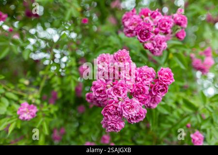 Colorful, beautiful, delicate rose in the garden. Pink roses in the ...