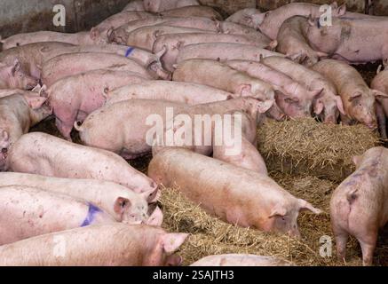 Many pigs in stable on straw,. Pig breeding. Pigs and piglets in stable ...