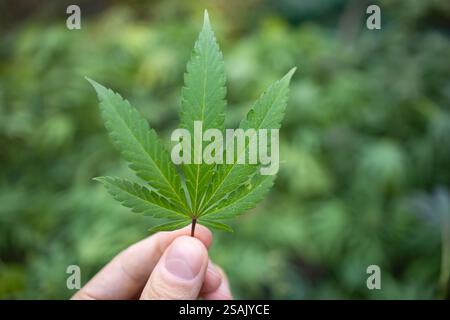 Hand holding one hemp leave. Cannabis at the beginning of flowering ...