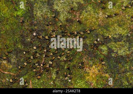 Foraging column of marching termites (Hospitalitermes) carrying lichen ...