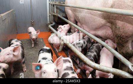 Lactating piglets, drinking milk from the utter of the sow. Pig ...