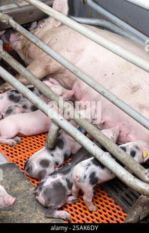 Lactating sow and piglets in a breeding pigs in Saint-Thonan, Brittany ...