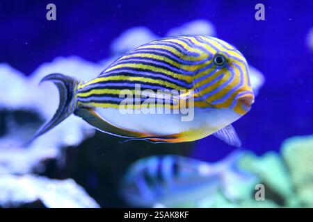 ACANTHURUS LINEATUS, PESCE CHIRURGO STRIATO, LABROIDE DIMIDIATUS, FISH ...