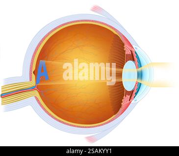 VISUAL ACUITY, DRAWING Stock Photo - Alamy