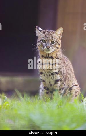 Portrait of a Geoffroy's cat (Leopardus geoffroyi Stock Photo - Alamy
