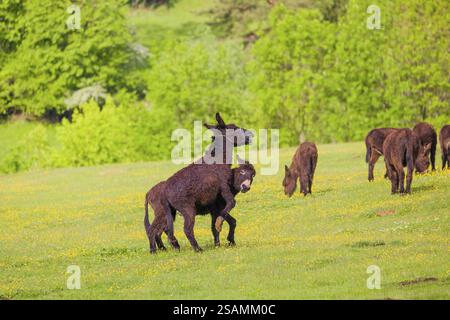 Two mixed breed donkey stallions fight Stock Photo - Alamy