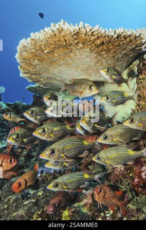 Hyacinth table corals (Acropora hyacinthus) on a reef. Photographed off ...