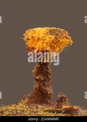 Trichia erecta, slime mold from Finland, microscope image of sporocarp ...