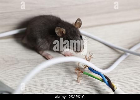Rat with chewed electric wire on floor indoors. Pest control Stock ...