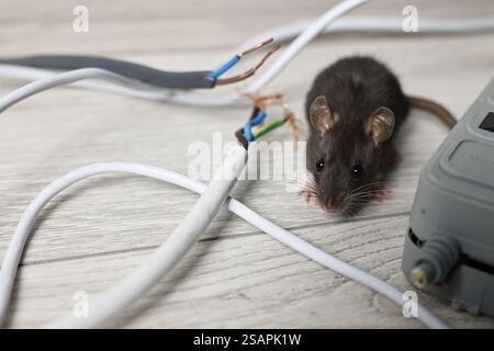 Rat near chewed electric wires on floor indoors. Pest control Stock ...