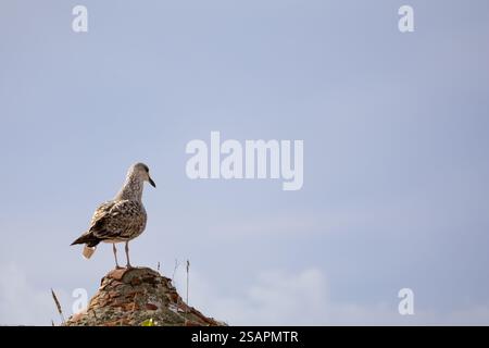 Seagull sitting on a mound looking out into the distance Stock Photo ...