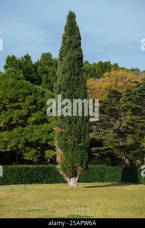 Tall cypress trees standing in swamp water with clear reflections and ...