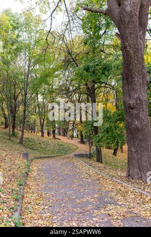 A path covered with yellow leaves, leads through a forest, on a sunny ...