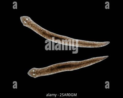 two freshwater planarian flatworms (Girardia tigrina) in a petri dish. Common in in North ...