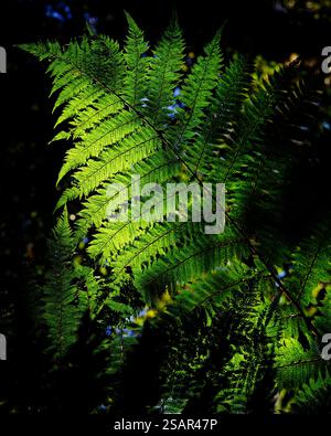 Backlit fern leaves, with overlapping fronds creating more patterns ...