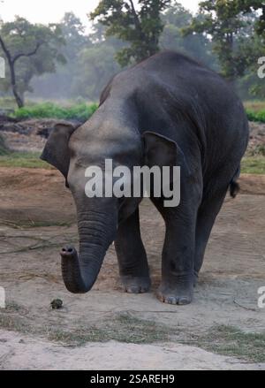 Baby elephant in Chitwan National Park, Nepal Stock Photo - Alamy