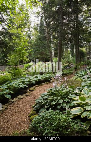 Stone edged borders with mixed Hosta plants including Pteridophyta ...