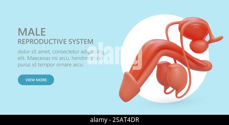 Realistic illustration of male reproductive system. Structure of men ...