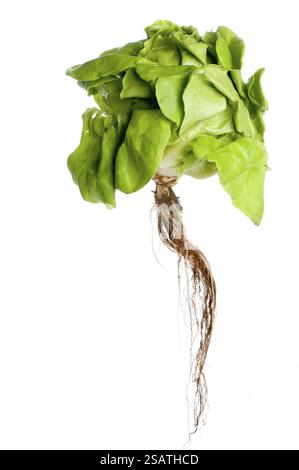 A full organic lettuce plant including roots Stock Photo - Alamy