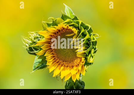 Big, bold and beautiful sunflowers on a farm at Hobbys Yards, Central ...