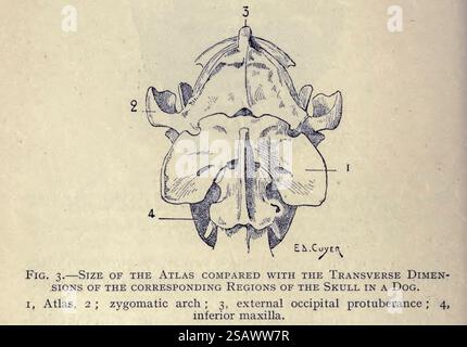 SIZE OF THE ATLAS COMPARED WITH THE TRANSVERSE DIMENSIONS OF THE ...