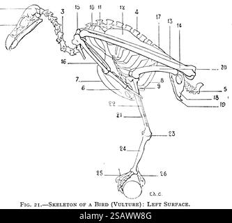 SKELETON OF A BIRD (VULTURE) : LEFT SURFACE from Artistic anatomy of ...